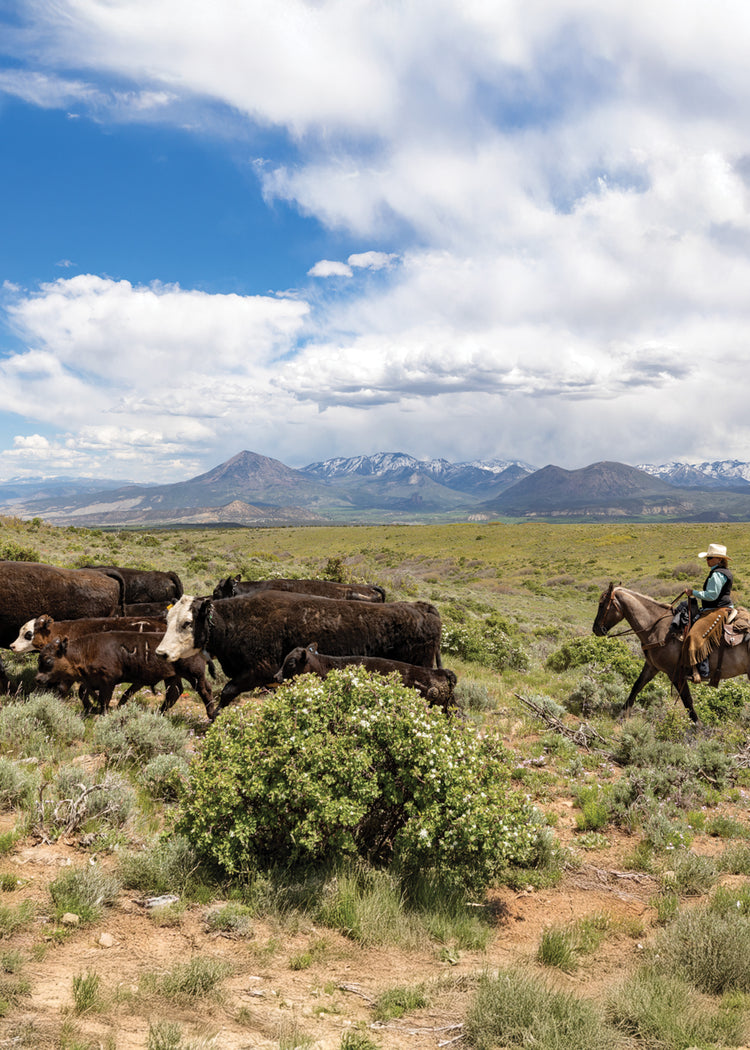 Homestead Natural Meats | Local Colorado Meat