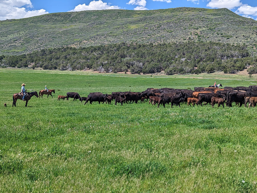 Homestead Natural Meats | Local Colorado Meat